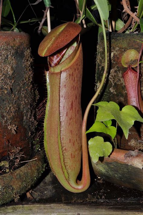 27 Shocking Plants That Look Like Penis Balcony Garden Web