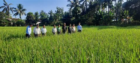 သမဝါယမအသင်းသား တောင် သူများ၏ မိုးစပါးစိုက်ပျိုးထားရှိမှု အ ခြေအ နေ ကွင်းဆင်းကြည့်ရှု