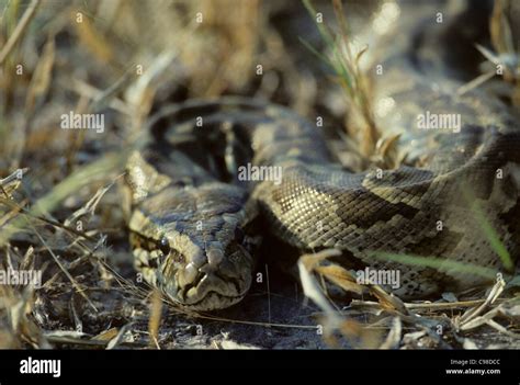 African Rock Python Python Sebae Stock Photo Alamy