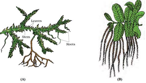 Pteridophytes Diagram