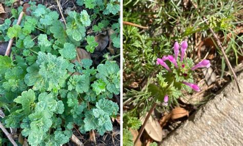 Top 10 Texas Weeds To Know Native Backyards