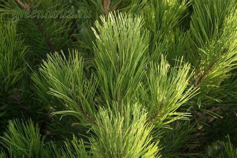 Почва и растения