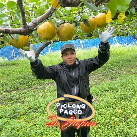 Pear Problem This Year Pear Problem This Year Every Year Different