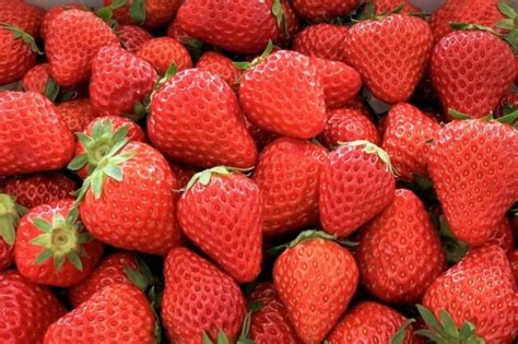 겨울에 더 맛있는 황후의 과일 딸기 효능 네이버 블로그