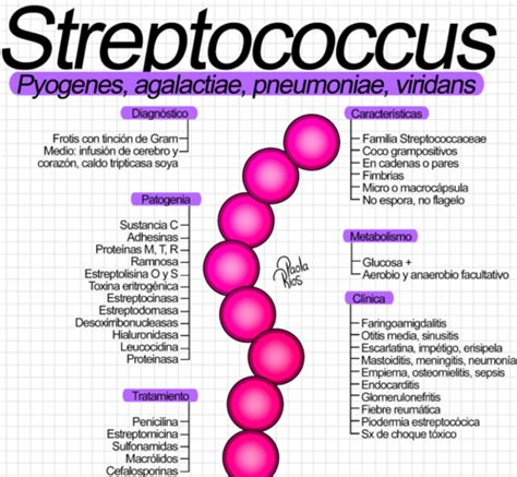 Streptococcus Pyogenes Quizlet