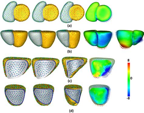 Figure 3 From Statistical Shape Modeling Of Biventricular Anatomy With Shared Boundaries