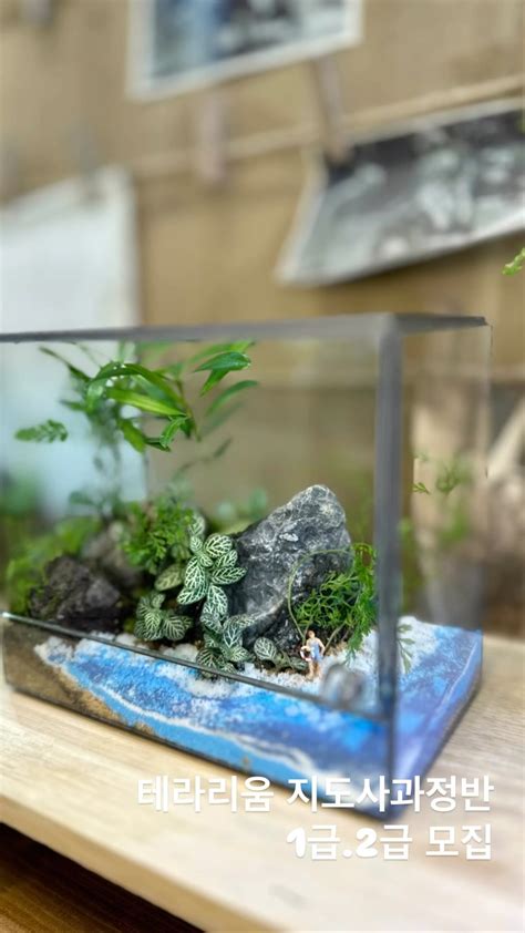 대전식물가게테라리움더맆 설연휴로 인해 재료가 하나가 늦게와서 내일부터 배송할께요♥ 조금 늦어져서 죄송해요~ 이끼샌드 배송시작 테라리움전용흙 Instagram