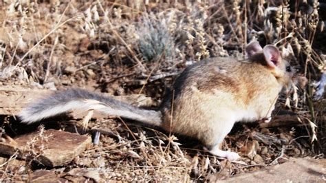 Bushy Tailed Woodrat Where Found