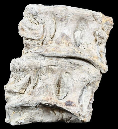 33 Two Fused Xiphactinus Vertebra Kansas 54498 For Sale
