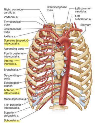 Posterior Intercostal Arteries