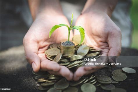 동전의 더미에서 성장 하는 나무와 손 비즈니스 혁신 성장과 돈에 대 한 개념 금융에 대한 스톡 사진 및 기타 이미지 금융 대출 부귀 Istock