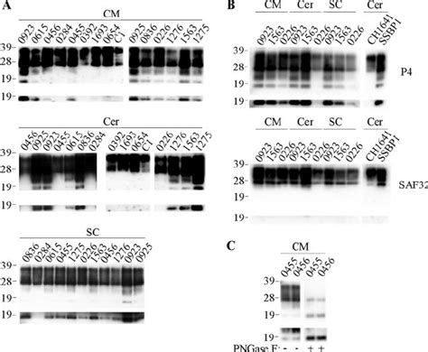 C2 Prp Species Within The Cns Of Tse Affected Sheep Samples From Download Scientific Diagram