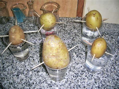 Science Magazine VEGETATIVE REPRODUCTION