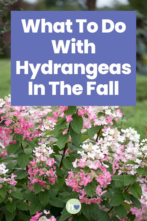What To Do With Hydrangeas In The Fall Hydrangea Garden Hydrangea