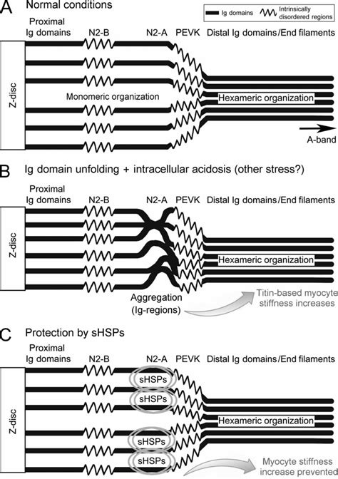 The Proposed Titin Organization In The Sarcomeric I Band Under Normal Download Scientific