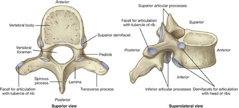Thorax Basicmedical Key