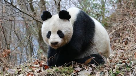 Do Pandas Migrate Detailed Explanation Pandatribe