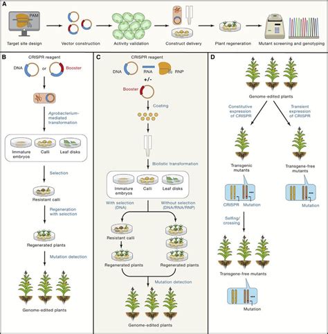 Compact Genome Editing Tool Revolutionizes Plant Biotechnology