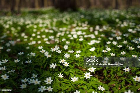 화창한 날에 숲에서 곰 Nemorosa 꽃 나무 말미 잘 Windflower Thimbleweed입니다 파란과 백색 꽃을 가진