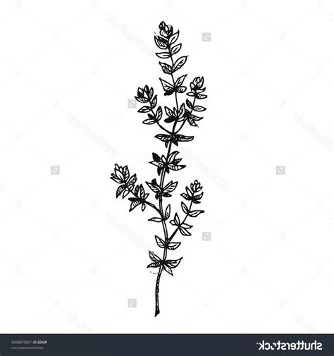 Thyme Vector At Collection Of Thyme Vector Free For
