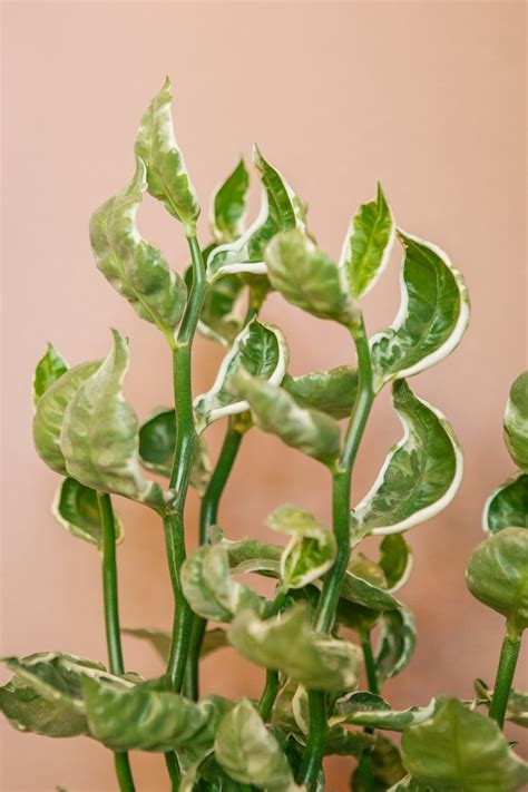 Pedilanthus Tithymaloides — Plantologie