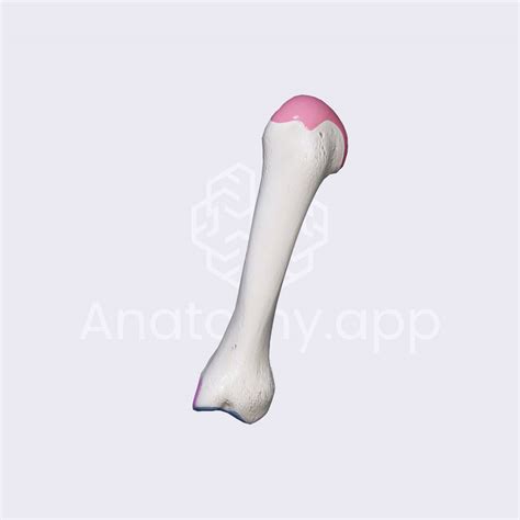 Second Metacarpal Bone Anatomy App