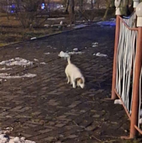 Нашлась собачка в гор саду 10.04,видели около 21:00 - - - Разместите в ...