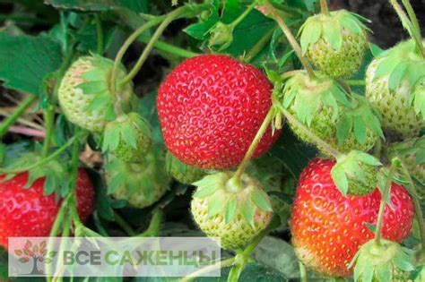 Цена на Клубника Зенга Зенгана - купить саженцы