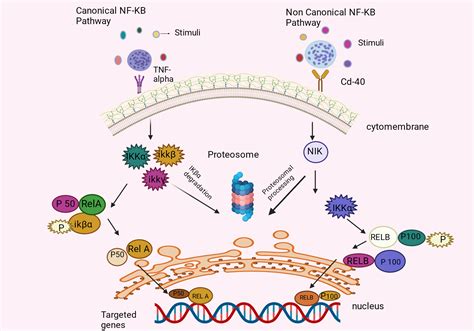 Nf Kb Pathway Biorender Science Templates