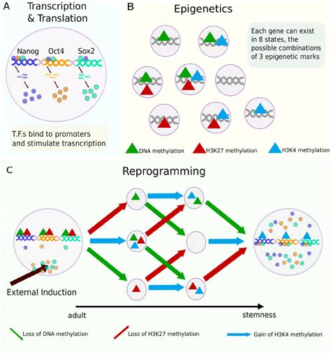 Cellular States And Reprogramming A Our Model Includes Promoters