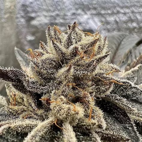 Oreo Cake Shauncron Cannabis Clones