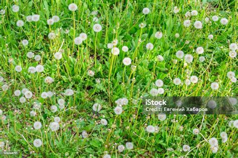 화창한 봄날에 신선한 초원 민들레의 글레이드 꽃이 피는 민들레 봄 분위기의 표현에 대한 훌륭한 배경 푹신한 새싹이 있는 민들레 식물 경관에 대한 스톡 사진 및 기타 이미지