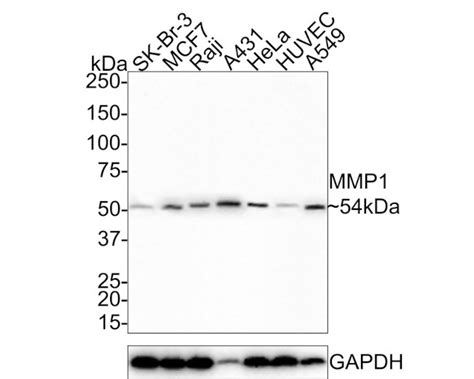 Mmp1 Polyclonal Antibody Er31211