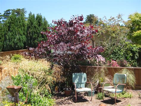 Trees Of Santa Cruz County Cercis Canadensis Forest Pansy Forest