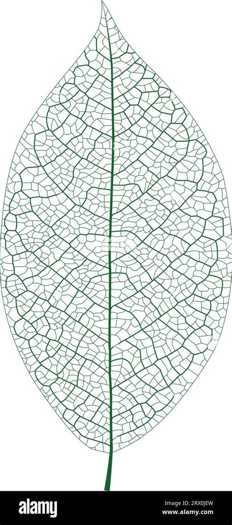 Layered Vector Illustration Of Leaf Vein Stock Vector Image And Art Alamy