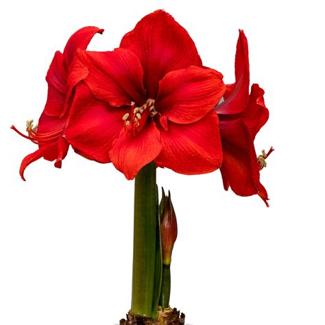 ruby gem™ had eco