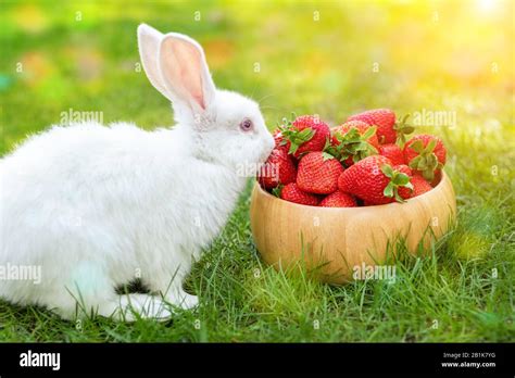 Cute Beautiful White Fluffy Rabbit Sitting On Green Grass Lawn Backyard