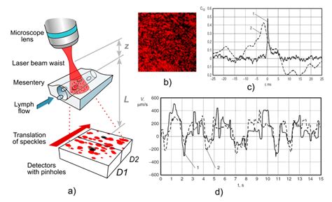 Laser Speckle Technique For The Rat Mesentery Lymph Flow Velocity