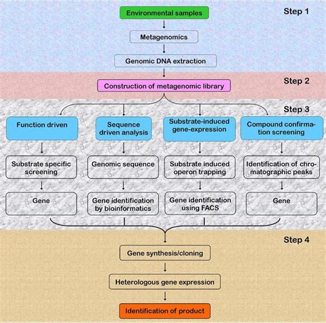 Summary Of A Metagenomics Workflow Download Scientific Diagram
