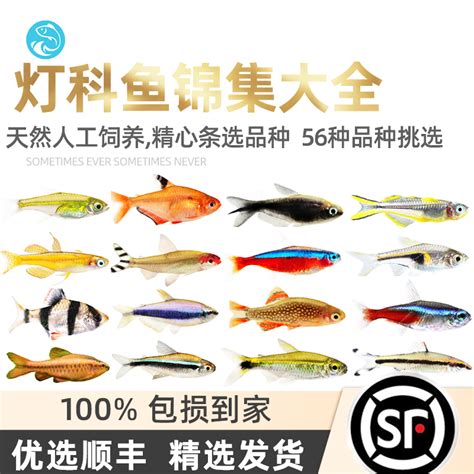 热带鱼观赏鱼小型灯科鱼斑马好养红绿灯活体草缸淡水群游宝莲灯鱼 虎窝淘