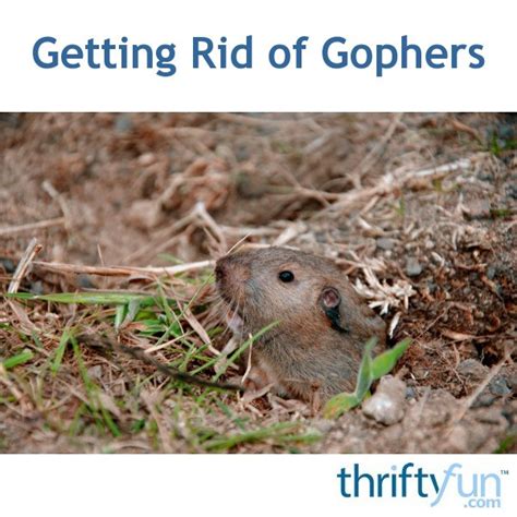 How To Get Rid Of A Gopher In My Backyard The Backyard Gallery