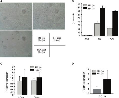 Hyaluronan Increased Cellular Attachment On The Extracellular Matrix
