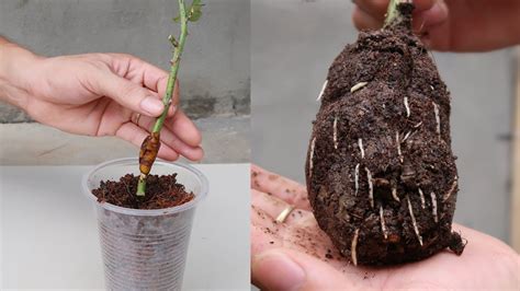 How To Propagate Roses With Banana Peels For Many Roots Growing Roses