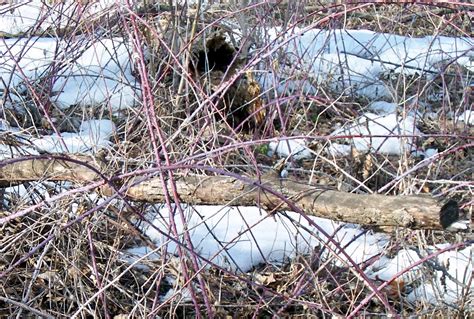 PlantPostings Fuzzy Trees And Other Signs Of Spring