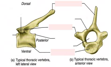 Detailed Analysis Of Left Lateral And Anterior Views Of Typical