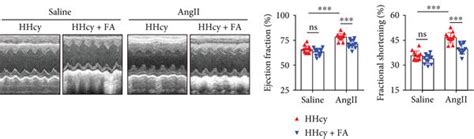Fa Supplement Attenuated Hhcy Aggravated Cardiac Hypertrophy In Mice Download Scientific