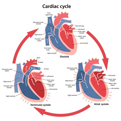 Diagram Cardiac Cycle Definition And Phases Biology Dictionary