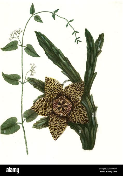 Apocynum Convolvulus Scammonia Ackerwinde Und Apocynum Seu Fritillaria Erasa Monstrosa