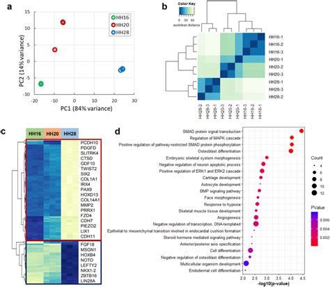 Transcriptional Profiles Of The Caudal Cell Mass A The Principal