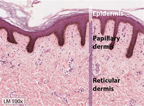 Layers Of The Dermis Papillary And Reticular Unit 2 Flashcards
